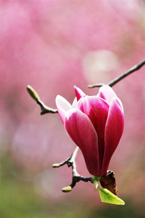 紫木蓮 By Zinn （id：6571952） 写真共有サイトphotohito