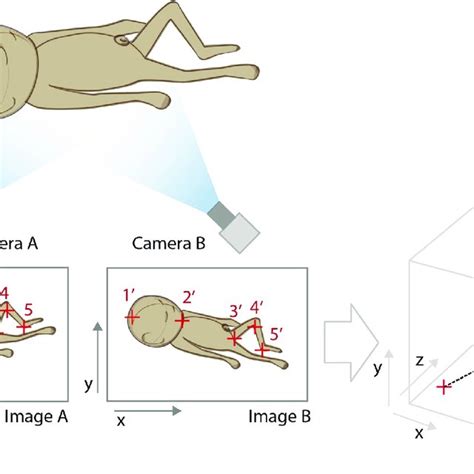 Schematic Representation Of The Stereoscopic Vision System To Measure