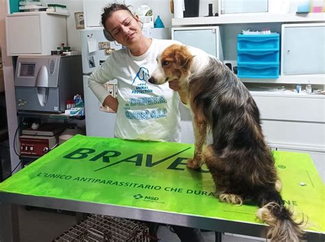 Lampedusa Portato A Termine Il Progetto Lndc Randagismo Zero” Radiobau