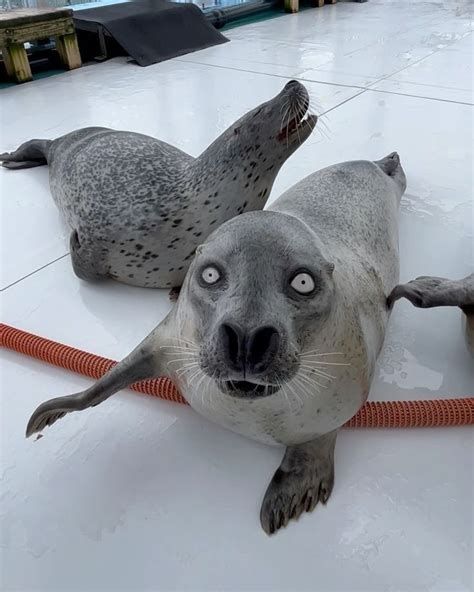 Silly Seals Funny Animals Cute Funny Animals Silly Animals