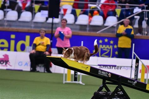 Teeter Class Pdf Document Shape Up Agility