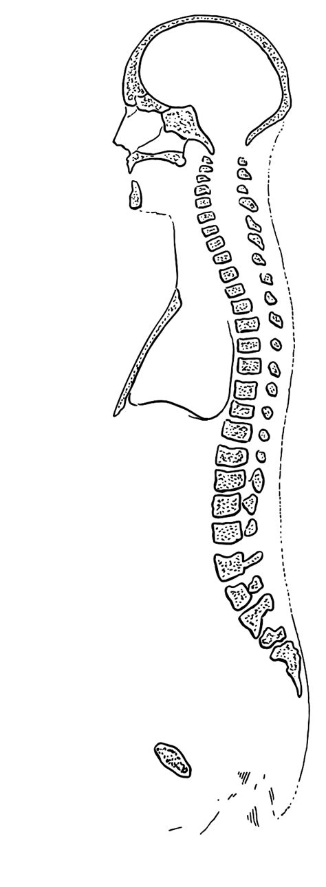 Download 008000 Pregnant Woman Profile Diagram Svg Freepngimg