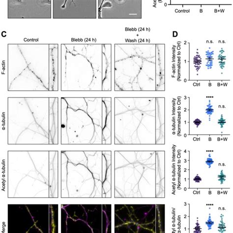 Inhibition Of Actomyosin Contractility Increases The Number And Download Scientific Diagram
