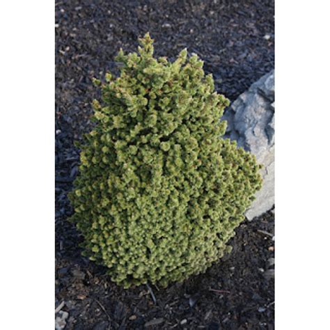 Picea Abies Stoner Norway Spruce 1 Gallon Create Your Dream Garden