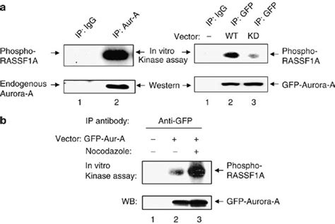 Mitotic Kinase Aurora A Phosphorylates Rassf1a And Modulates Rassf1a