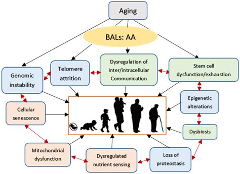 “cell Membrane Theory Of Senescence” And The Role Of Bioactive Lipids