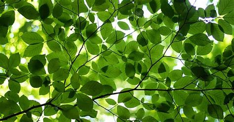 Just Leaf Album On Imgur