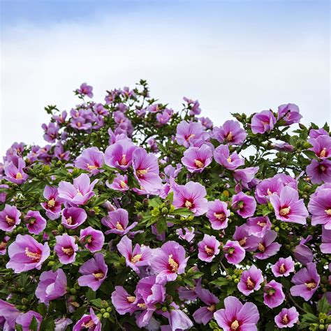 Purple Hibiscus For Sale Wholesale Purple Hibiscus Tennessee