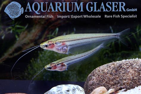 Kryptopterus Macrocephalus Aquarium Glaser Gmbh