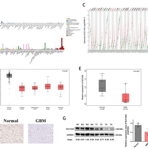 Expression Level Of Slc12a5 Slc12a5 Expression In A Systemic Tissues Download Scientific