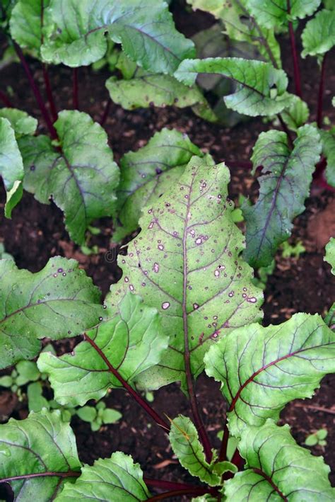 Beetroot Or Red Beet Plant Disease Stock Image Image Of Diseased
