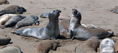 What Do Elephant Seals Eat Diet And Facts