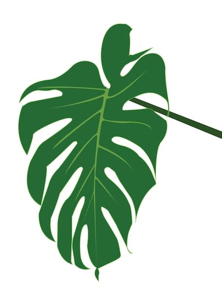 Premium Vector Leaf Vector Illustration