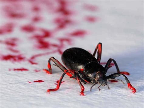 Download Close Up Detail Of A Colorful Bug In Its Natural Environment