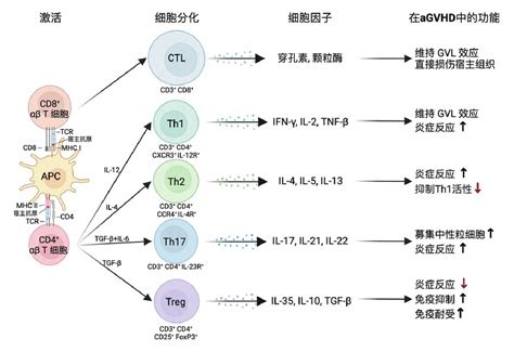 急性移植物抗宿主病（异基因造血干细胞移植）
