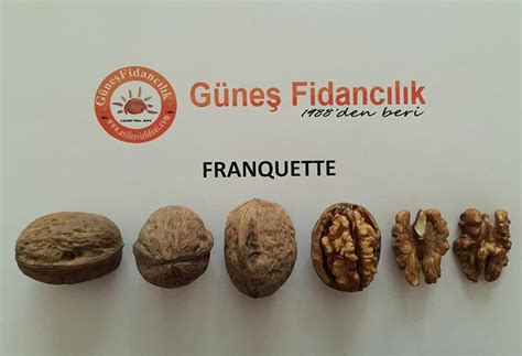Franquette Walnut Sapling Gunes Nursery Turkey