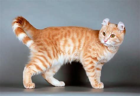 Spotted Tabby Cat Breeds Paditopia