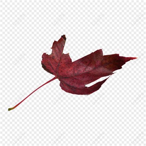 Brown Palm Leaf Images Hd Pictures For Free Vectors Download