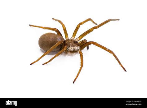 Southern House Spider Kukulcania Hibernalis Side Top Profile View