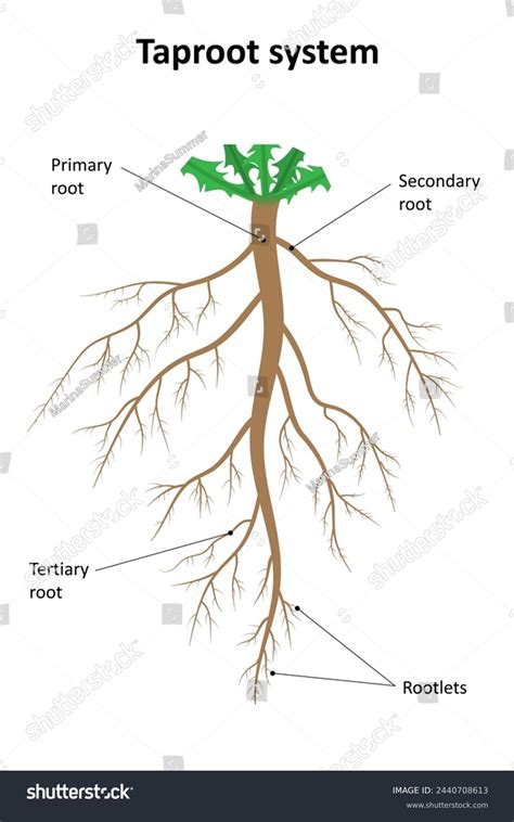Structure Taproot System Labeled Diagram Stock Illustration 2440708613