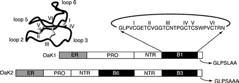 Gene Organization Of Cyclotides And The Three Dimensional Structure Of