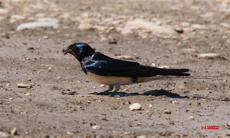 Aves De Aragón Golondrina Común