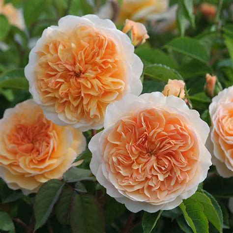 David Austin English Roses Shrub Rambling And Climbing Roses
