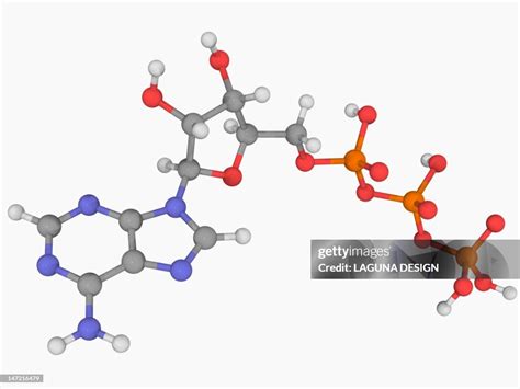 Adenosine Triphosphate Diagram