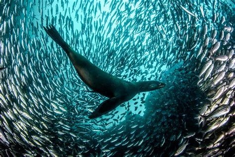 New Galápagos Sanctuary Has Worlds Highest Abundance Of Sharks