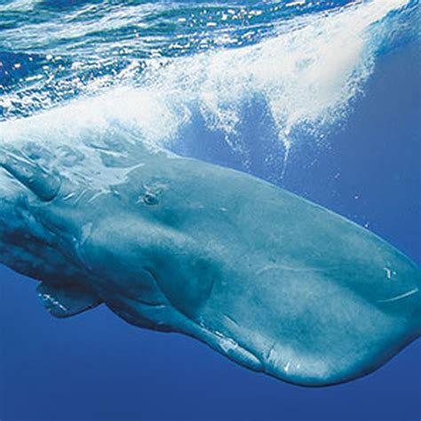 Largest Sperm Whale Ever Seen