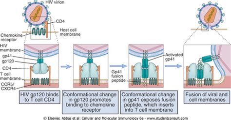 Hiv Virology And Replication Flashcards Quizlet