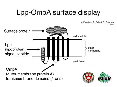 Streptavidin On The Cell Surface Ppt Download