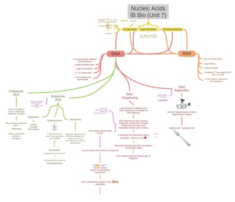 Nucleic Acids Ib Bio Unit 7 Coggle Diagram