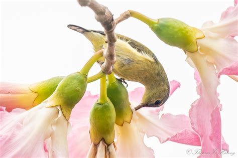 Fork Tailed Sunbird Birdforum