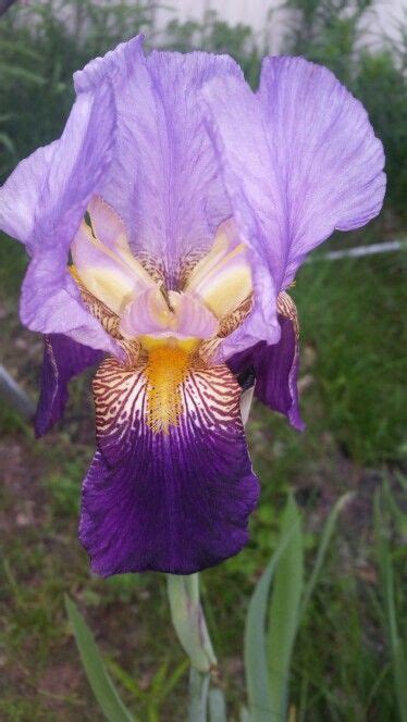 Beautiful Purple Iris Flower