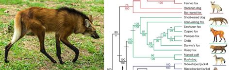 Maned Wolf Size Comparison Artstation Revenge