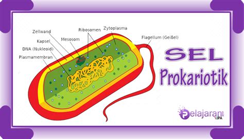 Detail Gambar Struktur Sel Prokariotik Koleksi Nomer 24