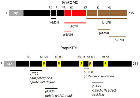 Diagrammatic Representations Of Prepomc And Preprotrh The Diagrams Are