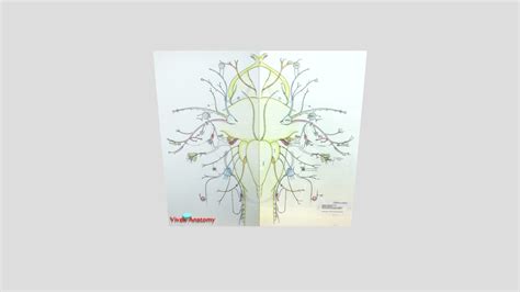 Cranial Nerves 3d Model By Vivekanatomy 18eb18d Sketchfab