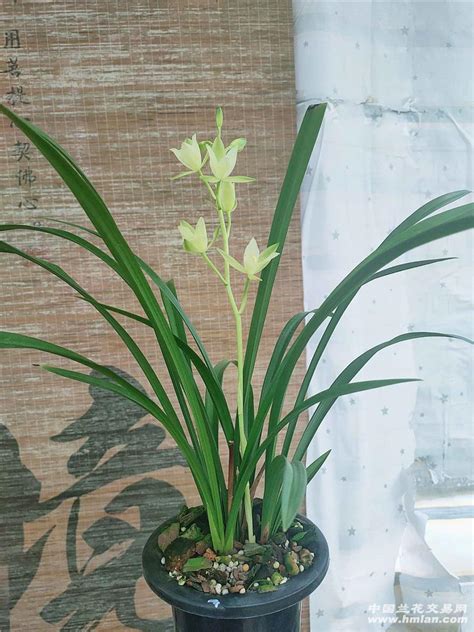 七仙女 建兰篇 兰花交易网论坛