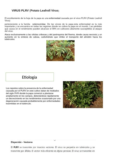 Virus Plrv Potato Leafroll Virus Pdf
