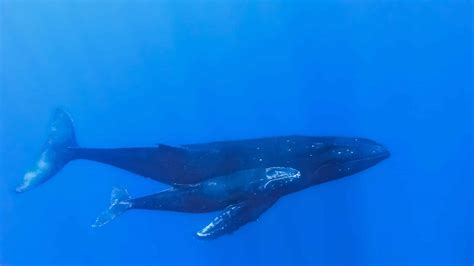 Tierportrait Blauwal Das Säugetier Mit Dem Größten Herz