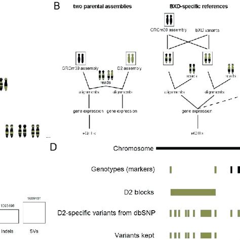Overview Of Strategies To Utilize Genomic Variants In Transcriptome