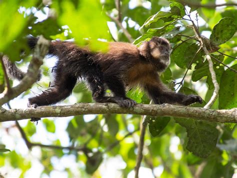 Wildlife Of Iguazu Falls Brazil And Argentina