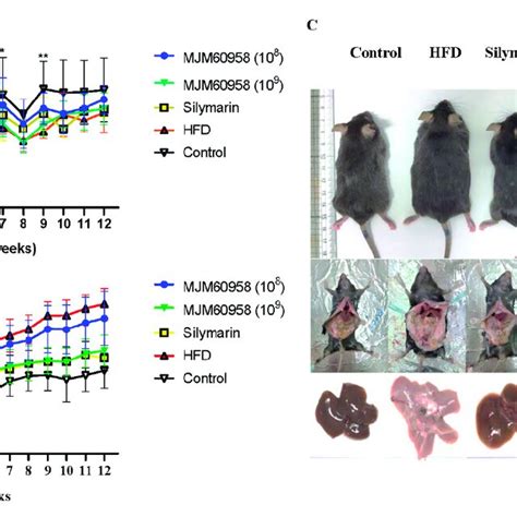 Food Intake Body Weight During 12 Weeks And Mice Images At The End Of