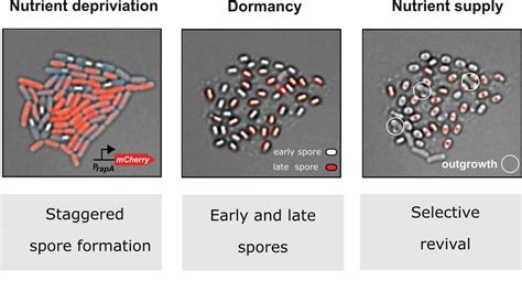 Spore Formation
