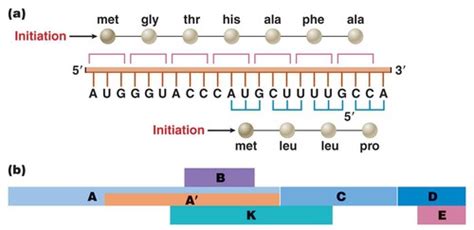 Genetics Chapter 13 Flashcards Quizlet Genetics Chapter 13 Flashcards Quizlet
