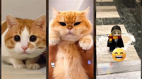 Funniest Cat 🐕 Try Not To Laugh 😼 Magicmewtv Part 4148 Youtube