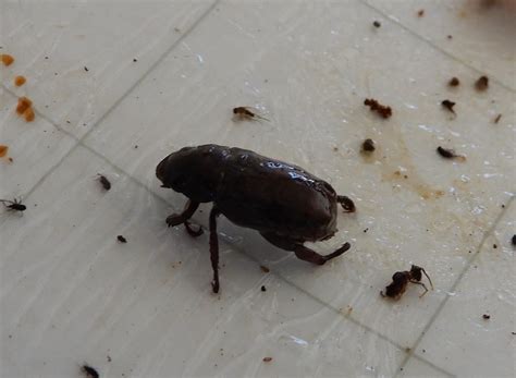 Adoretus From Kinmen Fujian Taiwan On August 9 2023 At 06 10 Pm By 彭啟賢 · Inaturalist