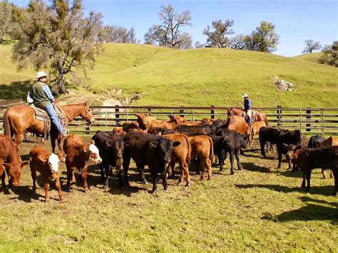 Ayudantes Para Rancho De Ganado 2 Puestos